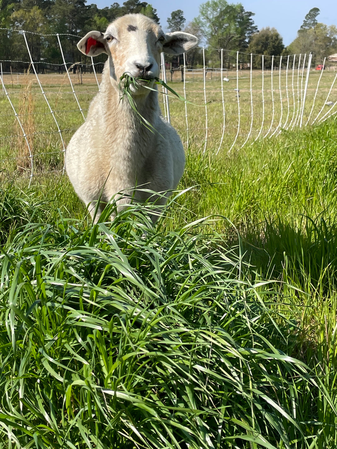 Our Story – Fat Mountain Farms